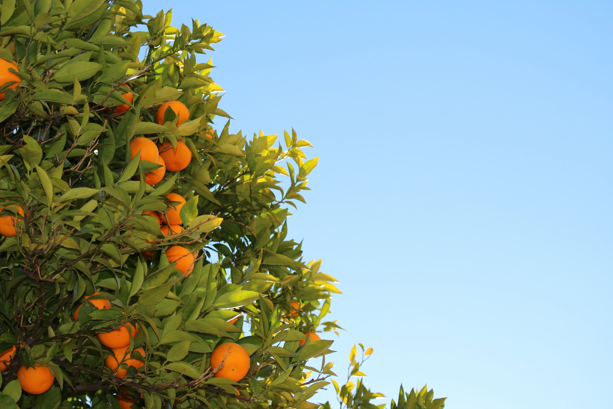 Intuitive Eating Will Make You Skinny! (And other myths)